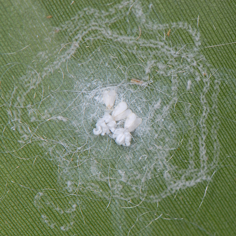 Spiraling Whitefly Facts | Learn About Spiraling Whiteflies in Florida