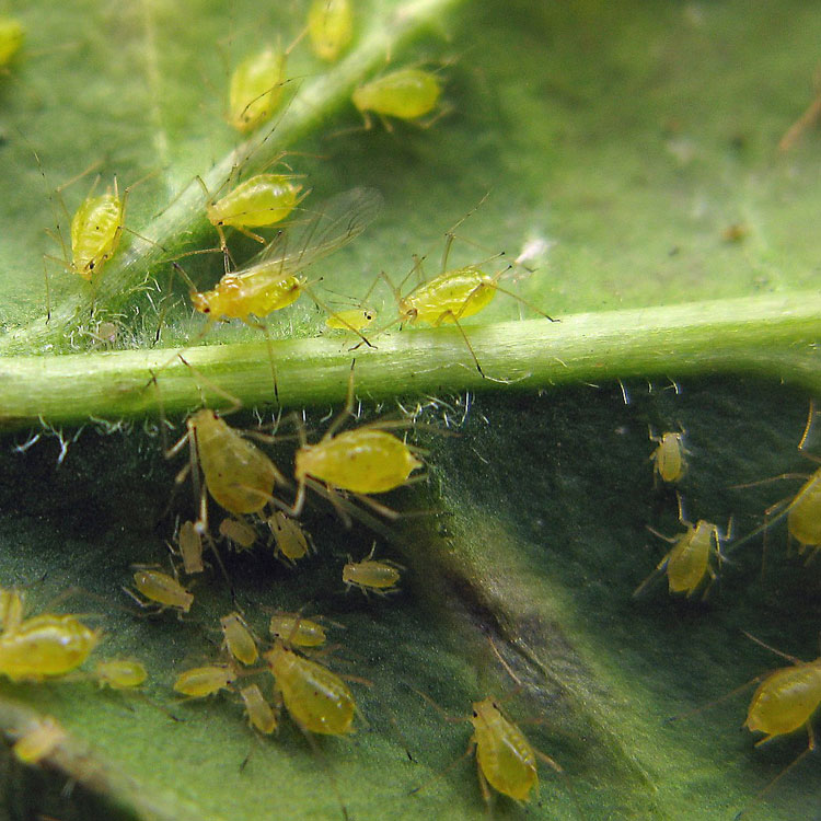 Fascinating Aphid Facts | Get Rid of Aphids in Florida