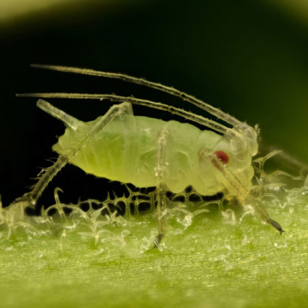 Pests - All Florida Pest Control