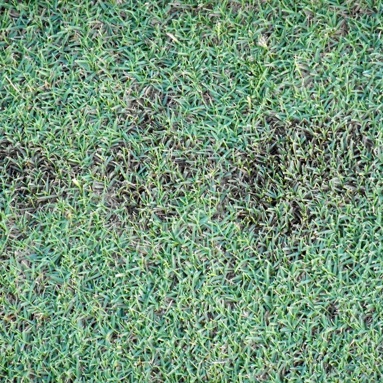 Dollar Spot - All Florida Pest Control
