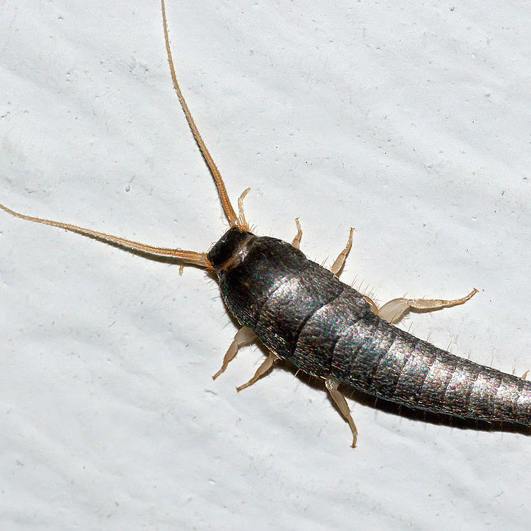 Fascinating Silverfish Facts | Learn About Silverfish in Florida Fascinating Silverfish Facts | Learn About Silverfish in Florida