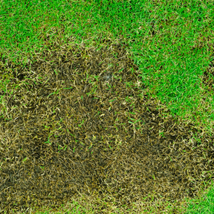 Take-All Root Rot - All Florida Pest Control Take-All Root Rot - All Florida Pest Control