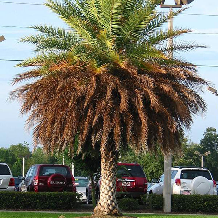 Texas Phoenix Palm Decline - All Florida Pest Control