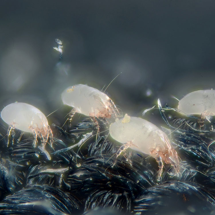 Fascinating Mite Facts | Get Rid of Mites in Florida