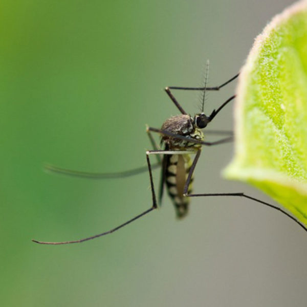 Pests - All Florida Pest Control